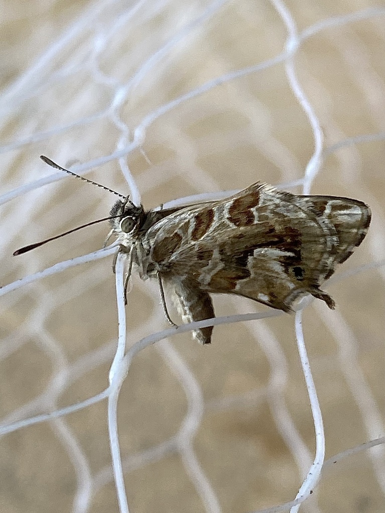 Common Geranium-bronze from Coombe Road, Cape Town, WC, ZA on December ...