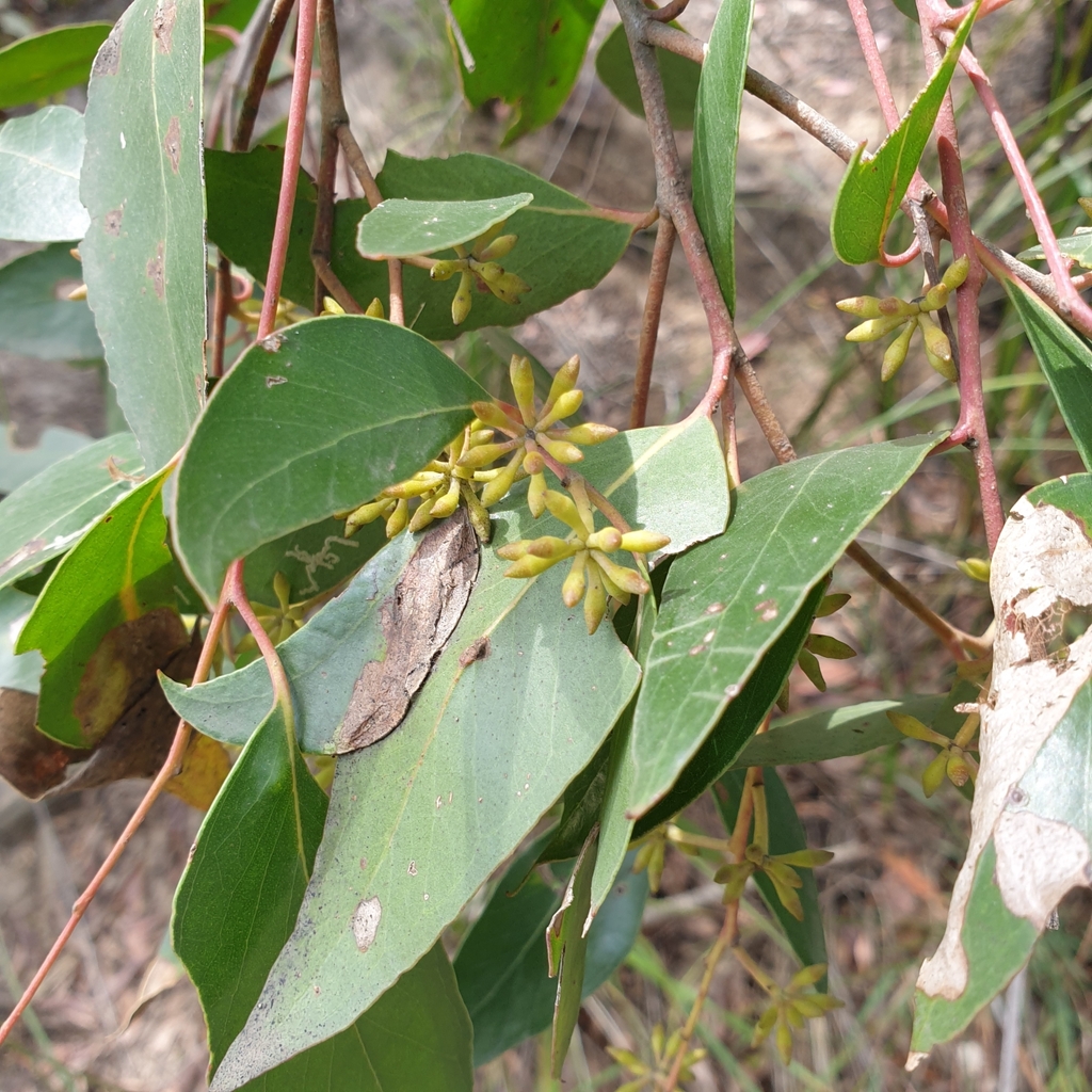 White Stringybark from Garfield North VIC 3814, Australia on December ...