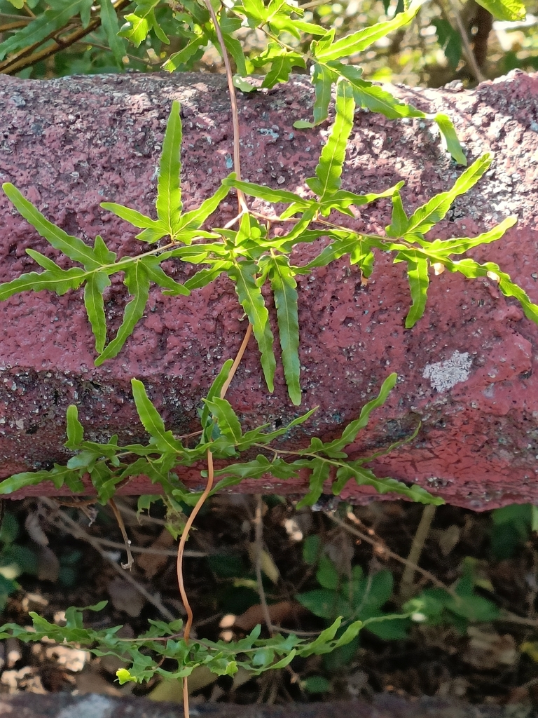 Japanese climbing fern from 851台灣高雄市茂林區鳳梨社區(萬山上部落) on December 25, 2023 ...
