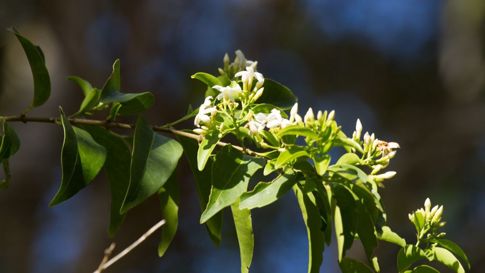 plants from Kilkivan, AU-QL, AU on November 12, 2023 at 07:30 AM by ...