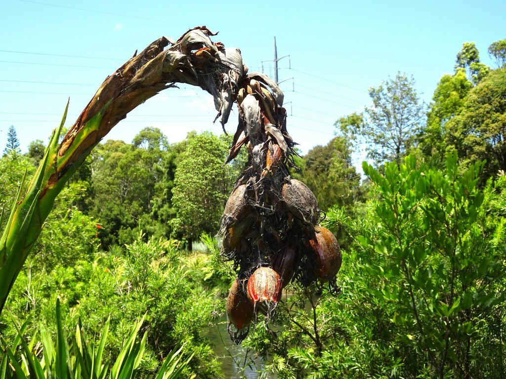 spear lilies from Toowoomba QLD, Australia on December 31, 2023 at 12: ...