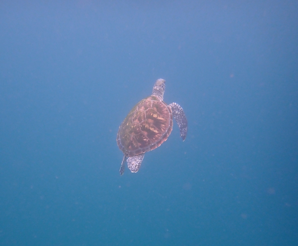 Green Sea Turtle from Northern Beaches Council, NSW, Australia on ...