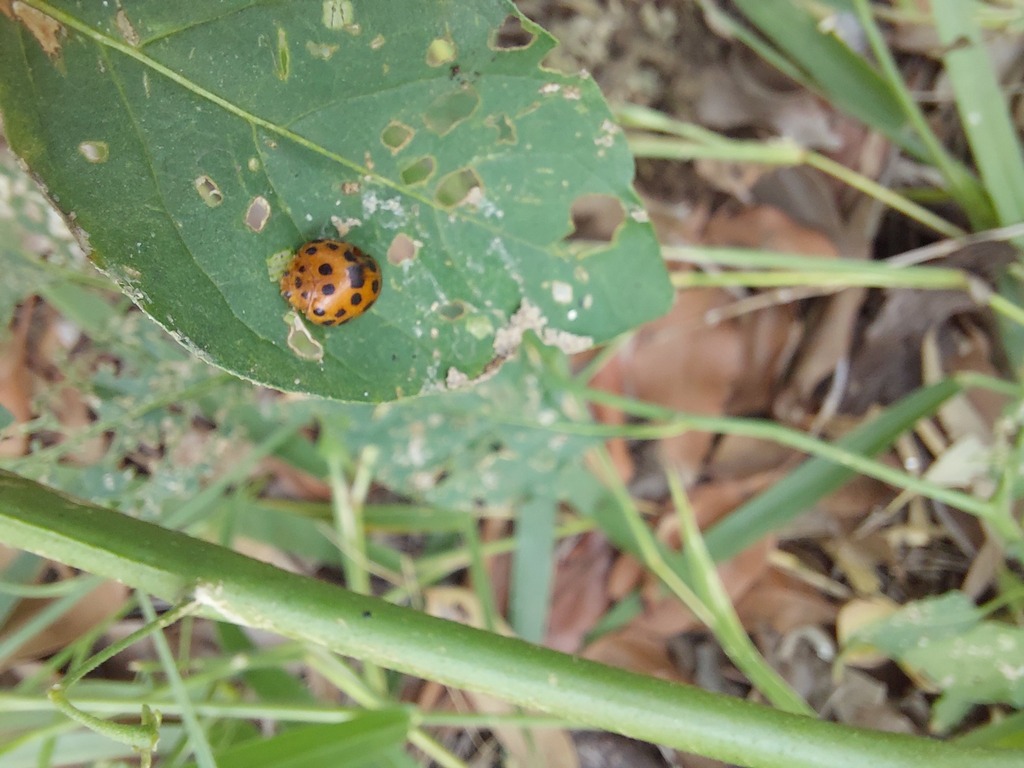 Hadda Beetle from Brisbane QLD, Australia on December 31, 2023 at 04:36 ...