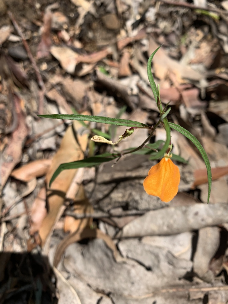 spade flower in December 2023 by Braden Mcdonald · iNaturalist