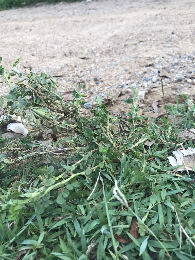 Creeping Indigo from Lather Rd, Bellbowrie, QLD, AU on December 31 ...