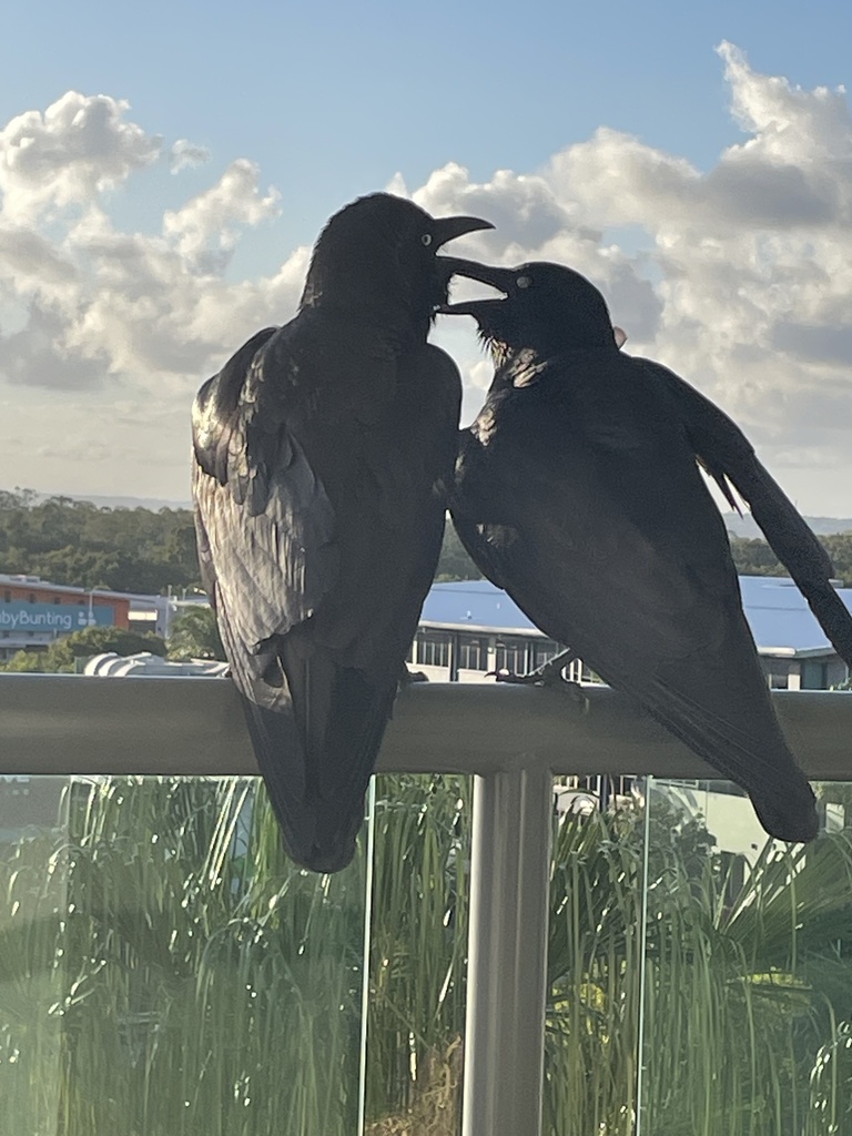 Torresian Crow from Innovation Parkway, Birtinya, QLD, AU on December ...