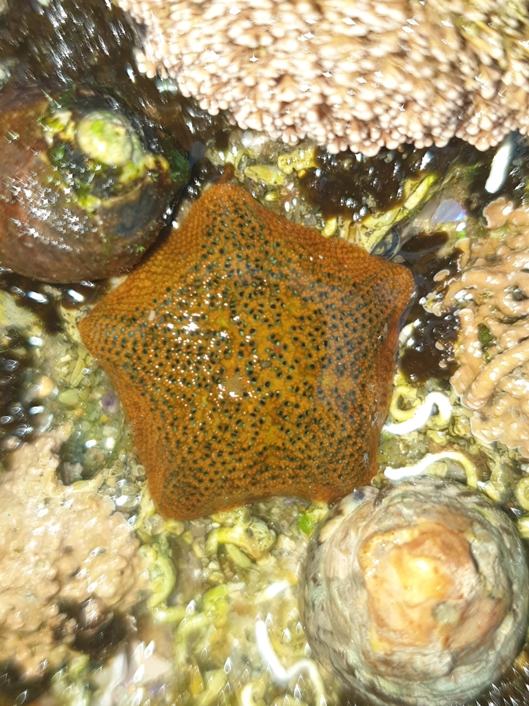 Dwarf Cushion Star from South Coogee NSW 2034, Australia on December 31 ...