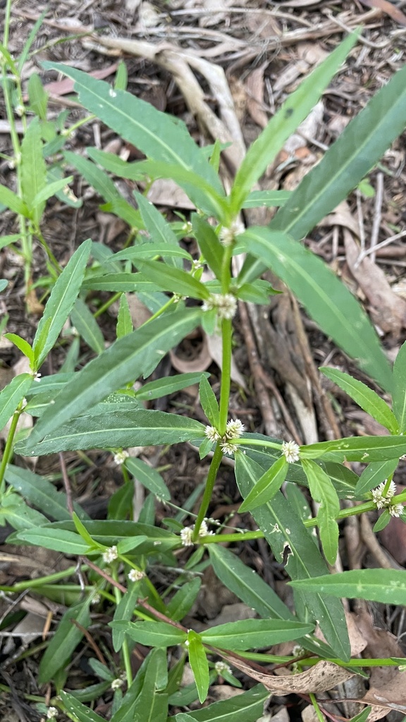 Lesser Joyweed from Wacol Bushlands, Wacol, QLD, AU on December 31 ...