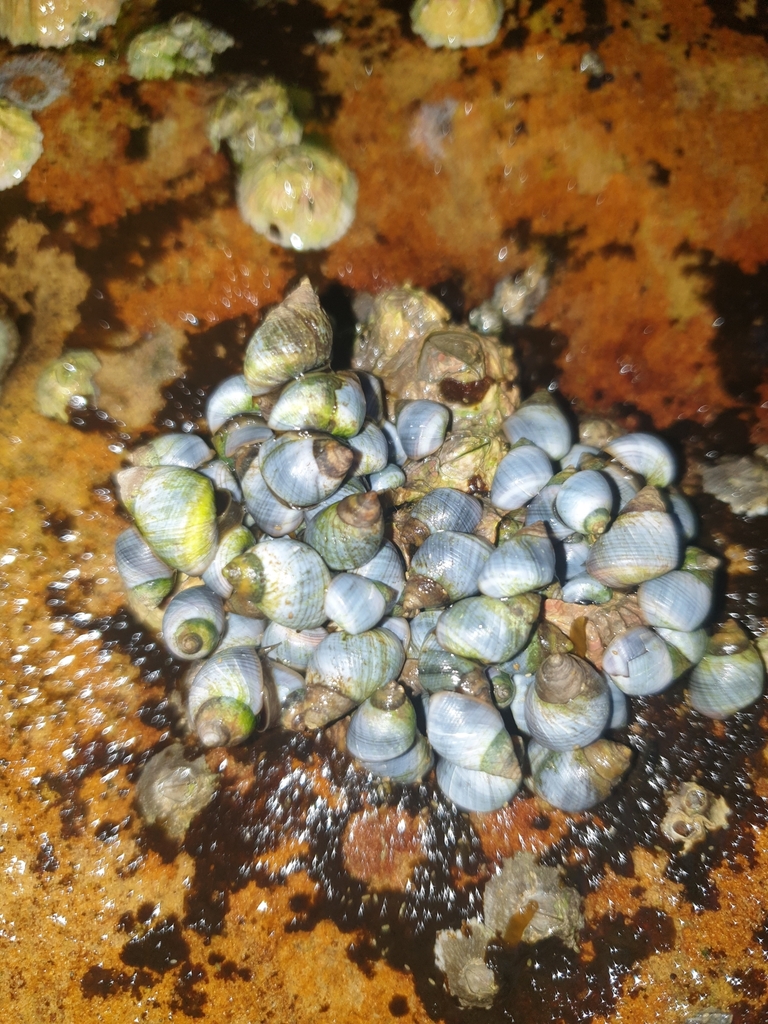 Little Blue Periwinkle from South Coogee NSW 2034, Australia on ...