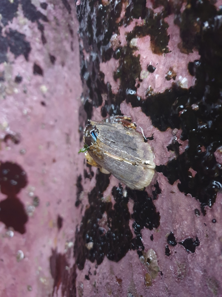 Giant rock barnacle from South Coogee NSW 2034, Australia on December ...