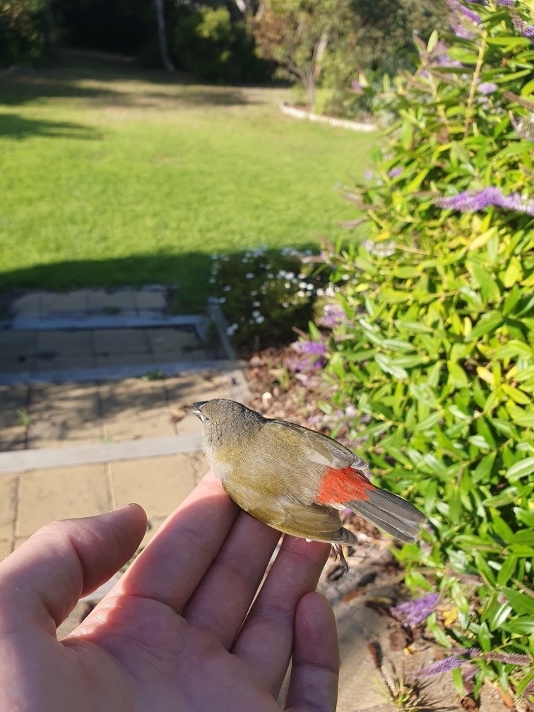 Red-browed Finch from Lord Syleham St, Robe, SA, AU on December 31 ...