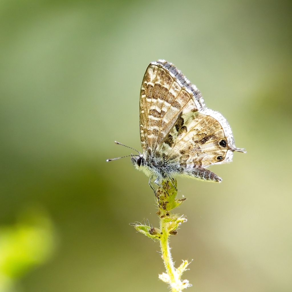 Common Bush Blue from Kirstenbosch Botanical Garden on December 30 ...