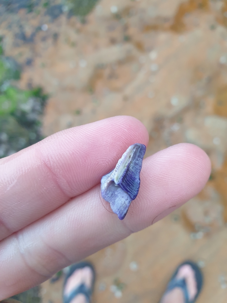 Austrobalanus imperator from South Coogee NSW 2034, Australia on ...
