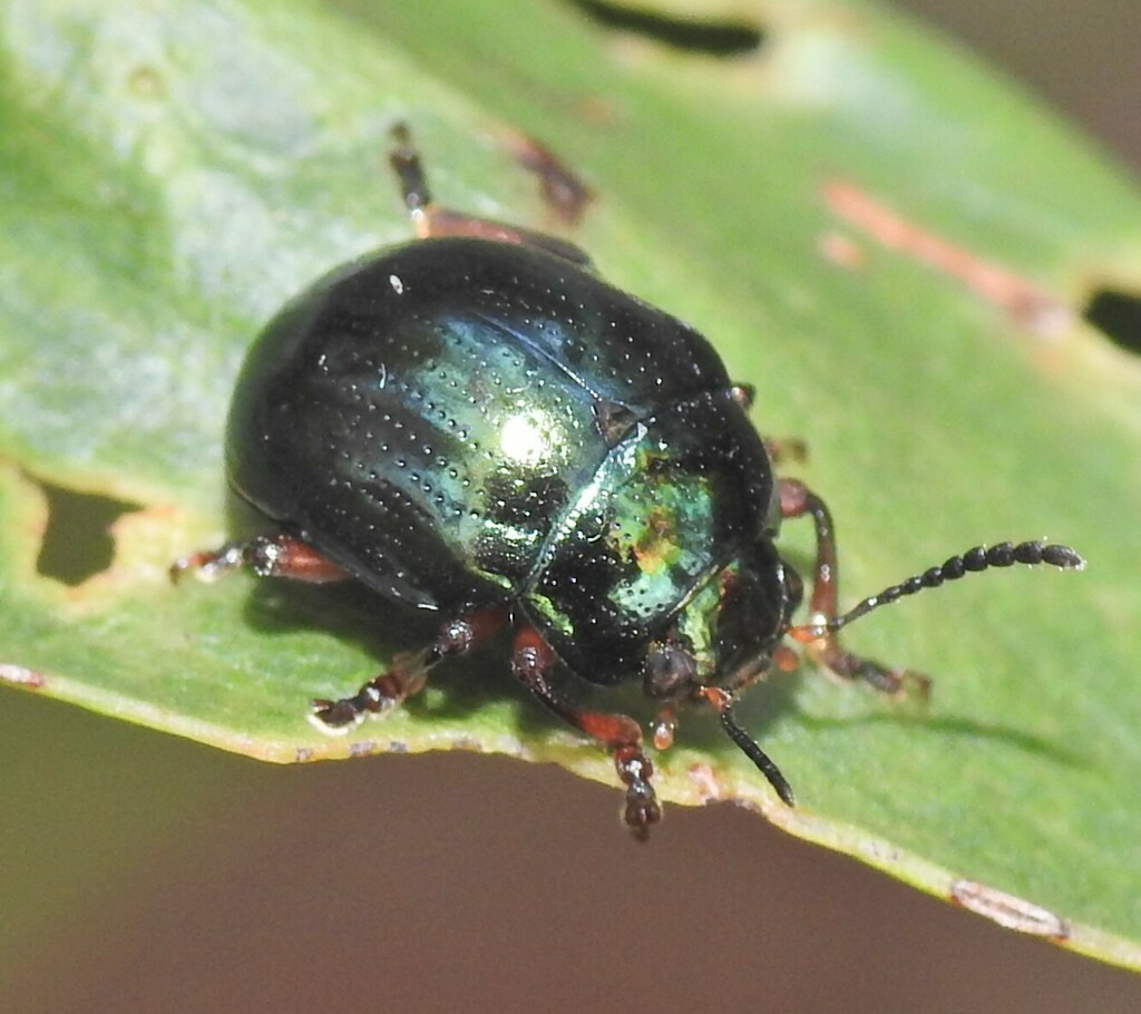 Chrysomelinae from Talegalla Weir QLD 4650, Australia on December 31 ...