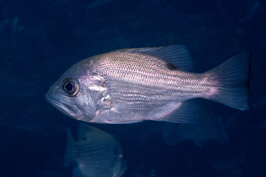 Pearl Perch from Wooli NSW 2462, Australia on December 2, 2023 at 11:07 ...