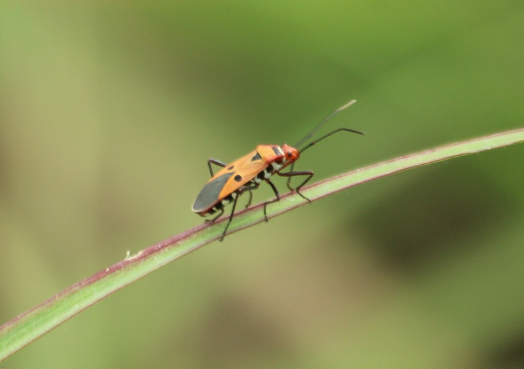 Cotton Stainer Bugs from Bengaluru, Karnataka, India on December 30 ...
