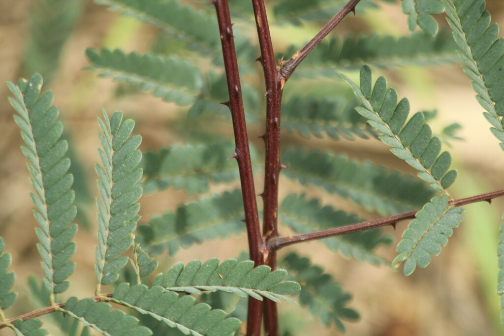Pterolobium from Bengaluru, Karnataka, India on December 30, 2023 at 10 ...