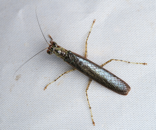 Catestiasula seminigra · iNaturalist