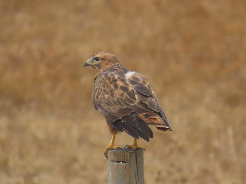 Common Buzzard from West Coast Peninsula, South Africa on November 28 ...