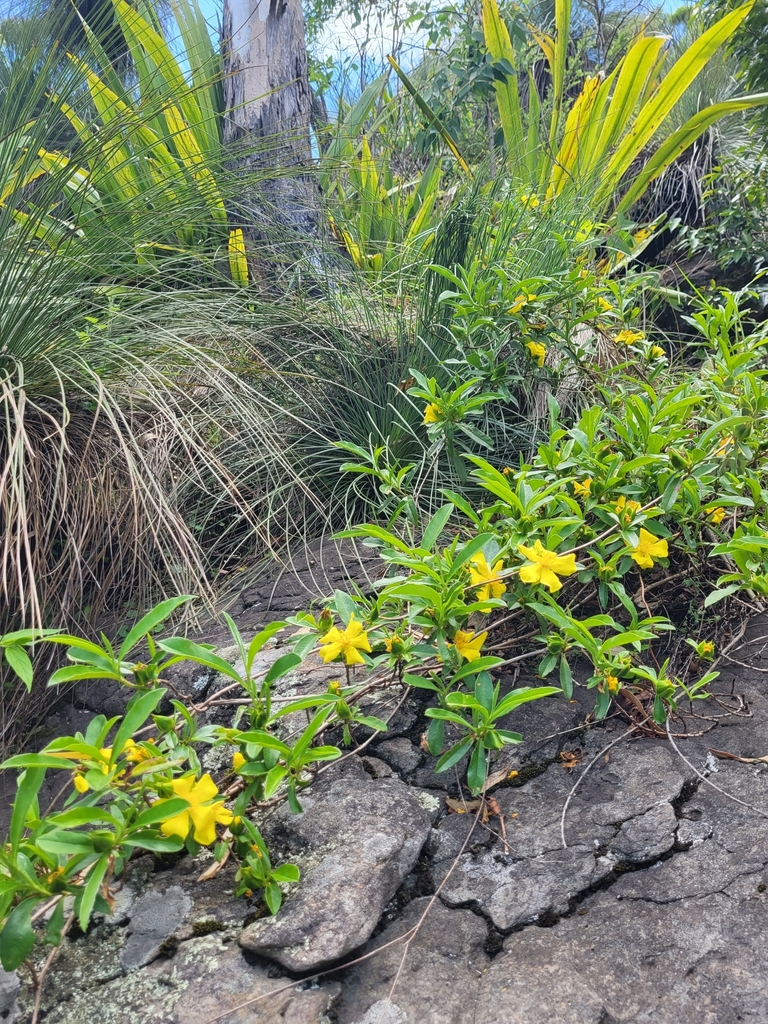 Climbing Guinea flower from Tregony QLD 4370, Australia on December 31, 2023 at 12:00 PM by Ben ...