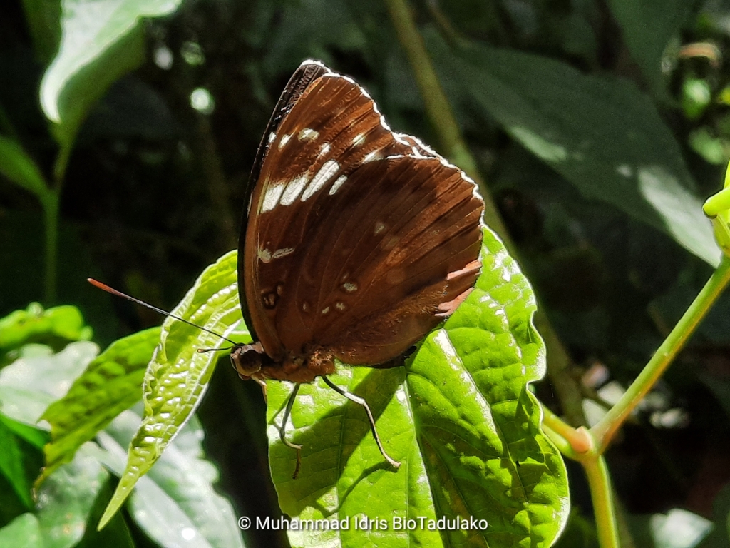 Lexias aeetes from M8F5+3HV, Sedoa, Kec. Lore Utara, Kabupaten Poso ...