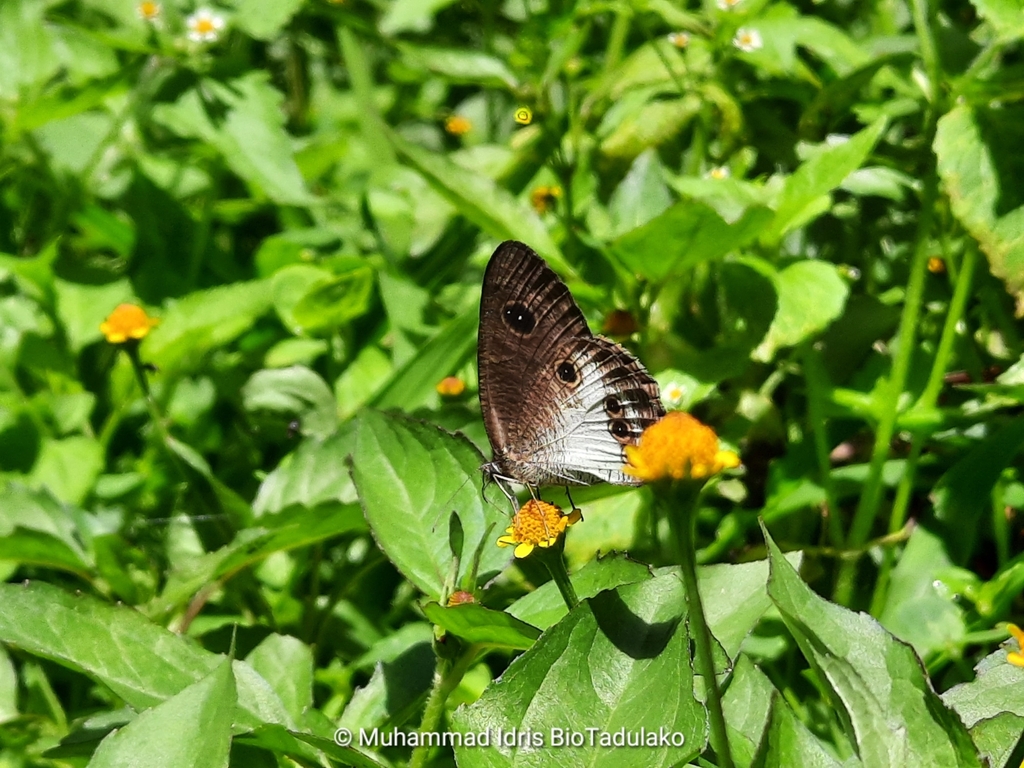 Ypthima gavalisi from M8F5+3HV, Sedoa, Kec. Lore Utara, Kabupaten Poso ...