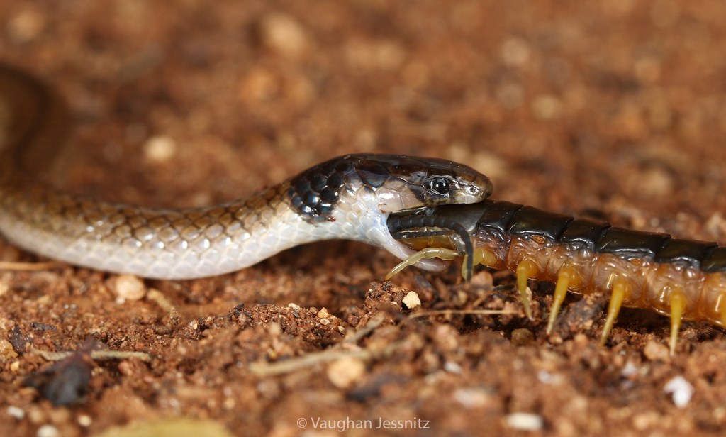 Cape Centipede-Eater (Fishes, Frogs and Reptiles of the Mfolozi River ...