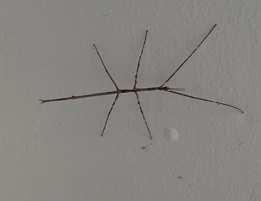 Margin-winged Stick Insect from Codrington St., Sandringham, Melbourne ...