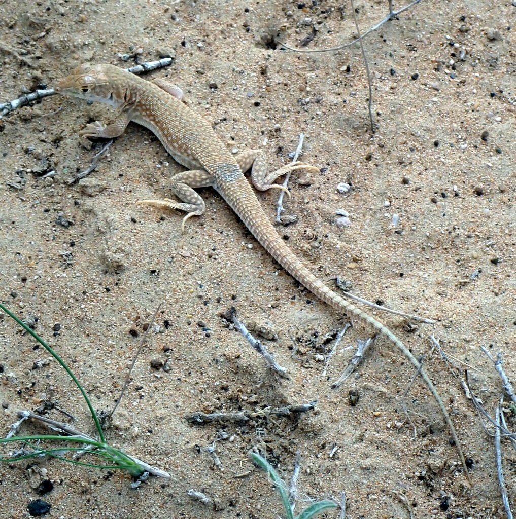 Schmidt's Fringe-fingered Lizard from Bin Rasheed 3 - Sharjah - United ...