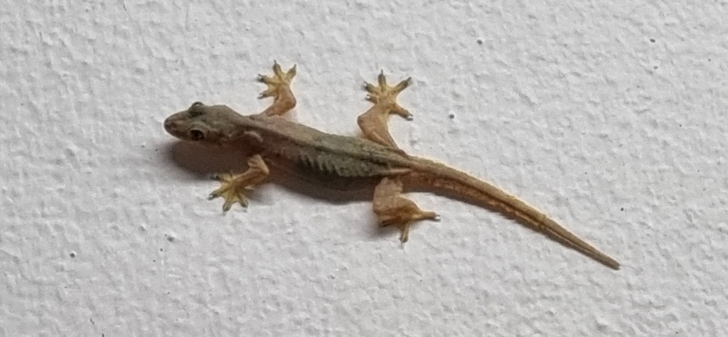 Flat-tailed House Gecko from Mae Chedi Mai, Wiang Pa Pao District ...