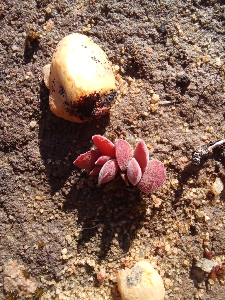 Subgenus Crassula from Witzenberg Local Municipality, South Africa on ...