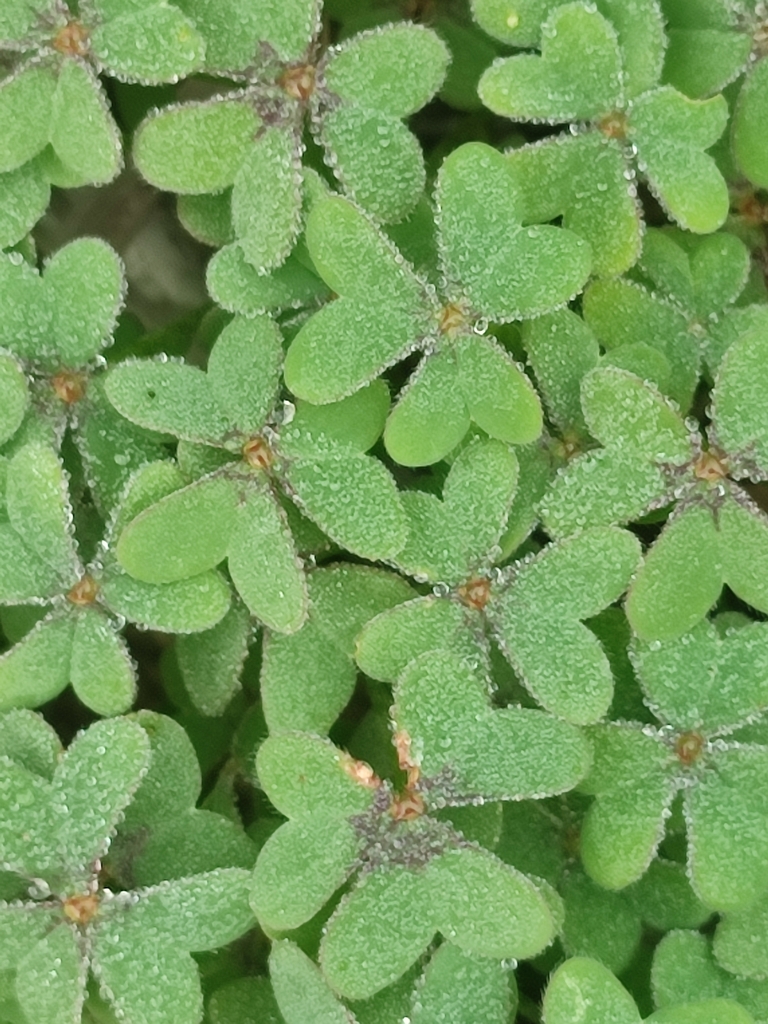 Bermuda buttercup from Inca, 07300, Balearic Islands, Spain on December ...
