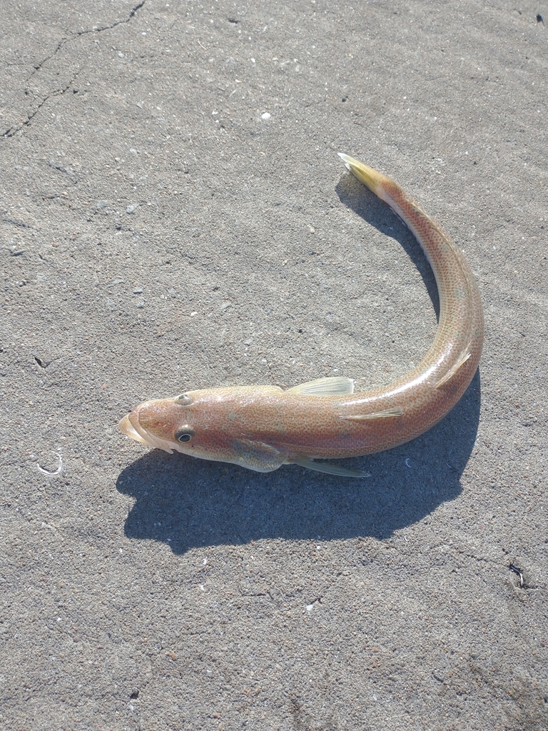 Brazilian Flathead from Argentina on December 31, 2023 at 08:01 AM by ...