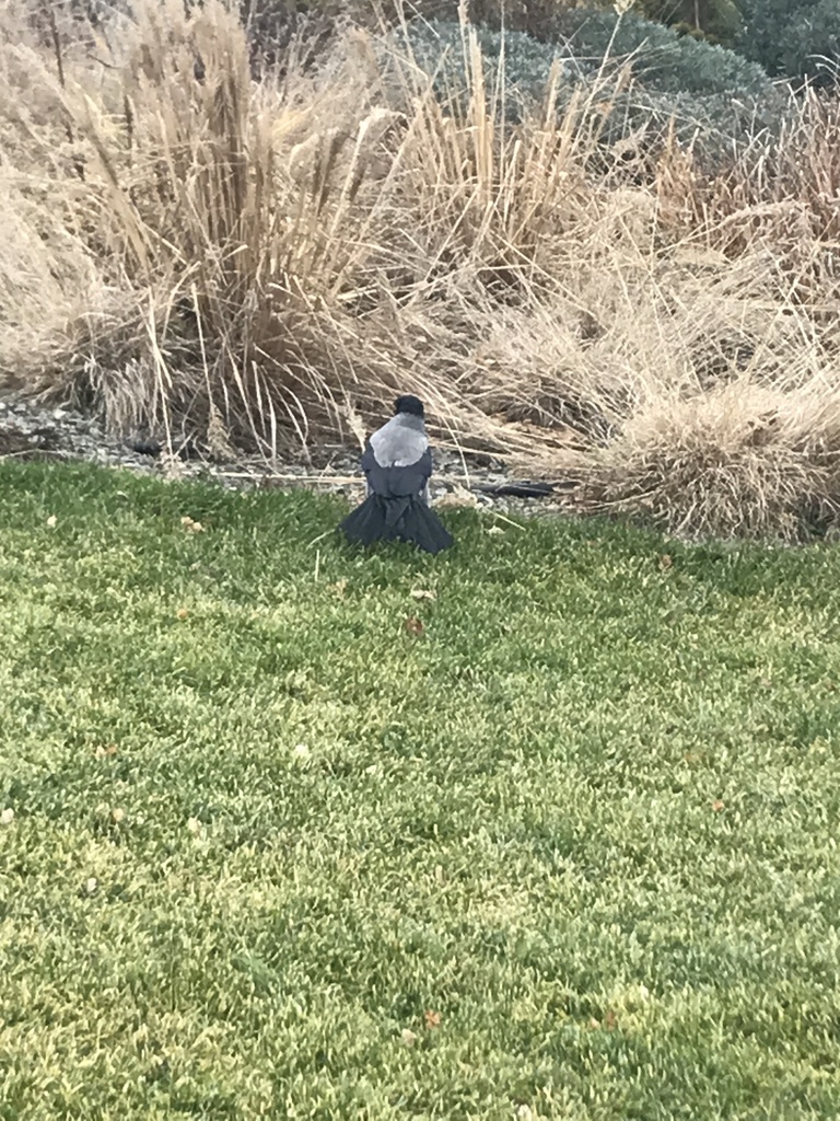 Hooded Crow from Városliget, Budapest, Budapest, HU on December 31 ...