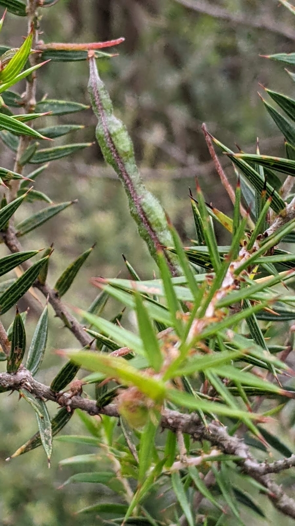 Spike Wattle from Pomonal VIC 3381, Australia on December 30, 2023 at ...