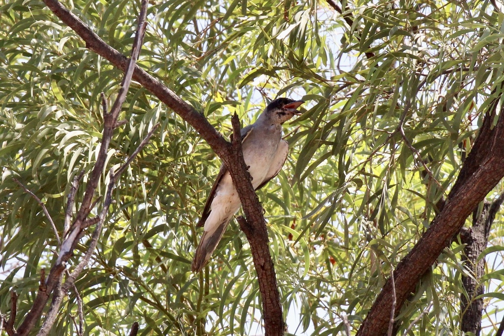 Black-faced Cuckooshrike from Kajabbi Normanton Rd, Three Rivers, QLD ...