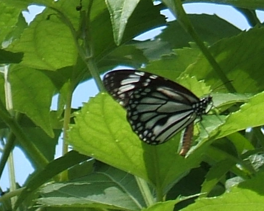 White Tiger Butterfly from Пуэрто-Галера, Восточный Миндоро, Филиппины ...