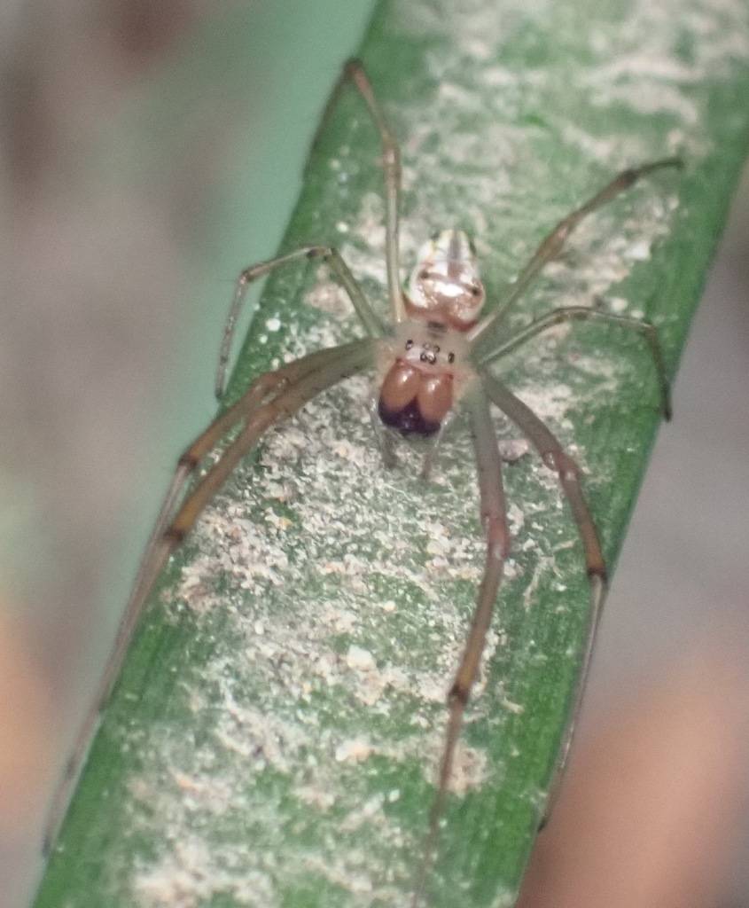 Leucauge levanderi from The Farm, Knysna on December 29, 2023 at 08:29 ...