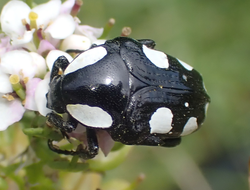 Common White-spotted Fruit Chafer from The Farm, Knysna on December 29 ...