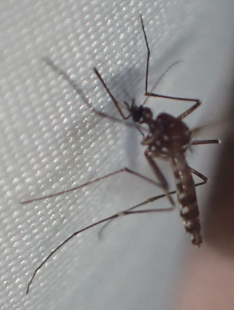 Mosquitoes from The Farm, Knysna on December 29, 2023 at 08:31 PM by ...