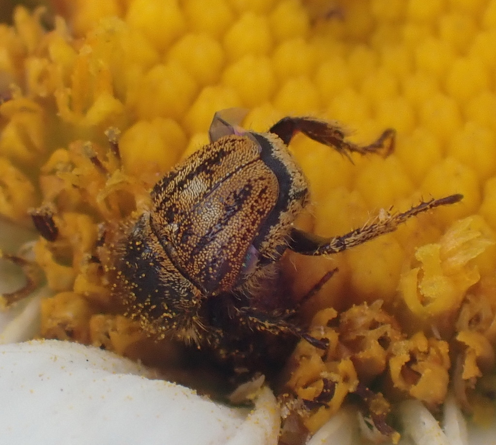 Monkey Beetles from The Farm, Knysna on December 29, 2023 at 09:21 PM ...