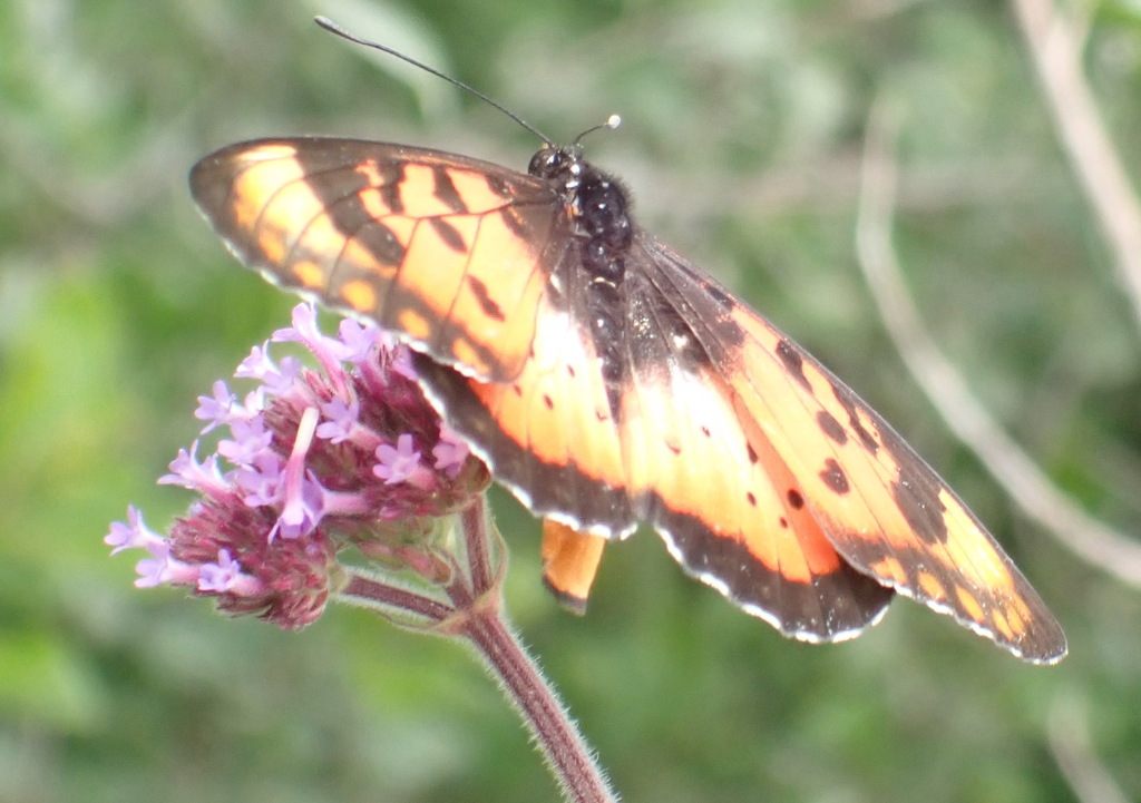 Acara Acraea from The Farm, Knysna on December 29, 2023 at 08:10 PM by ...