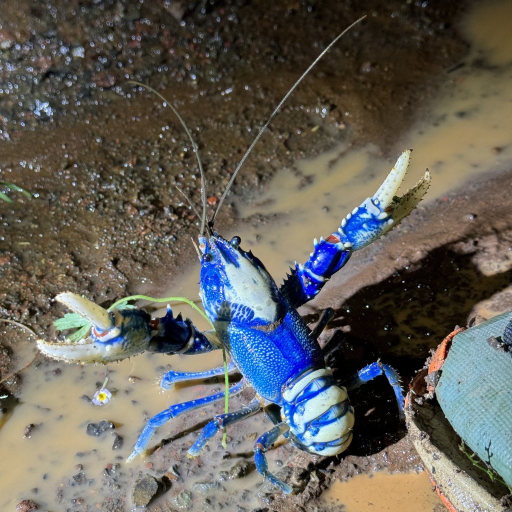 Lamington Spiny Crayfish in December 2023 by Sockrosma. Decent size ...