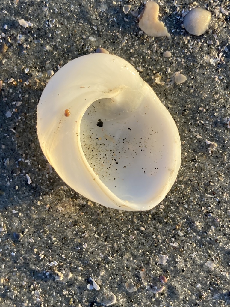 White Baby Ear from Folly Island, Folly Beach, SC, US on December 31 ...