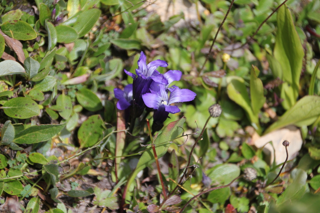 Rocky Mountain Fringed Gentian from Park County, CO, USA on August 26 ...