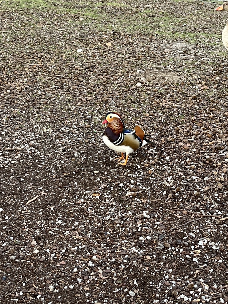 Mandarin Duck from Köglmühlbach, München, Bayern, DE on December 31 ...