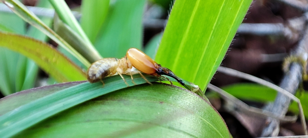 Neocapritermes opacus from Parque das Garças, Santo André - SP, Brasil ...
