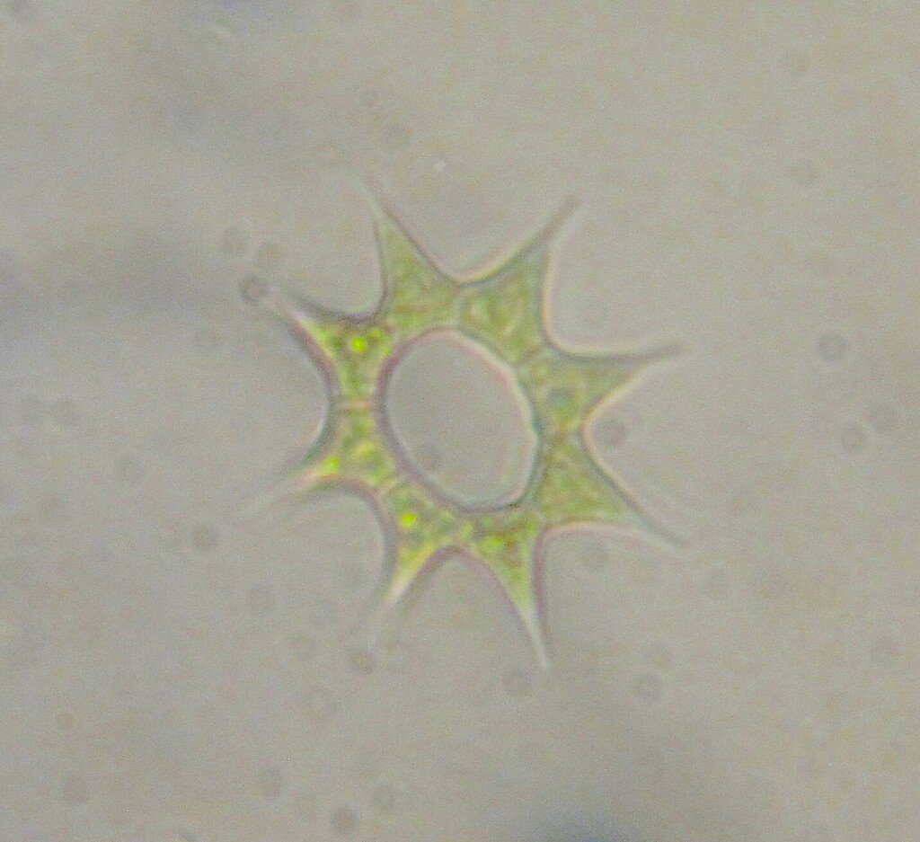 Monactinus simplex from Westdene, Benoni, 1501, South Africa on ...