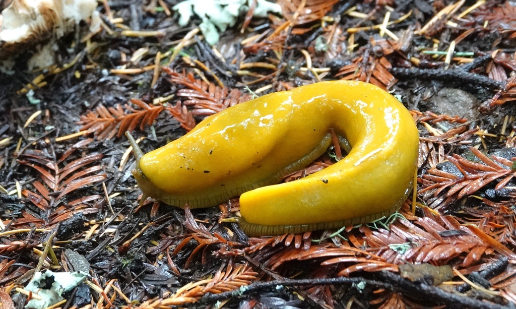 California Banana Slug from San Mateo County, CA, USA on December 20 ...