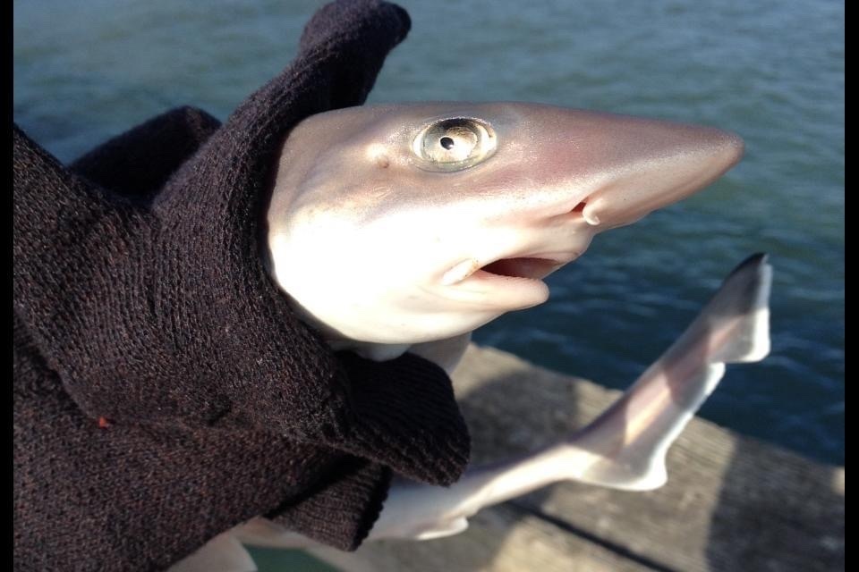 Dusky Smooth-hound in December 2013 by jaz4859 · iNaturalist